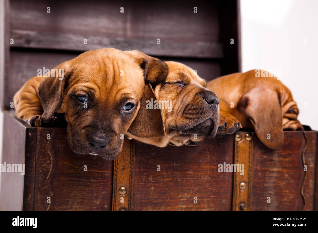 Little dogs in a box Stock Photo - Alamy