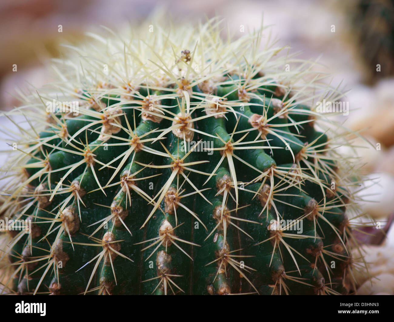 close up of globe shaped cactus with long thorns Stock Photo - Alamy