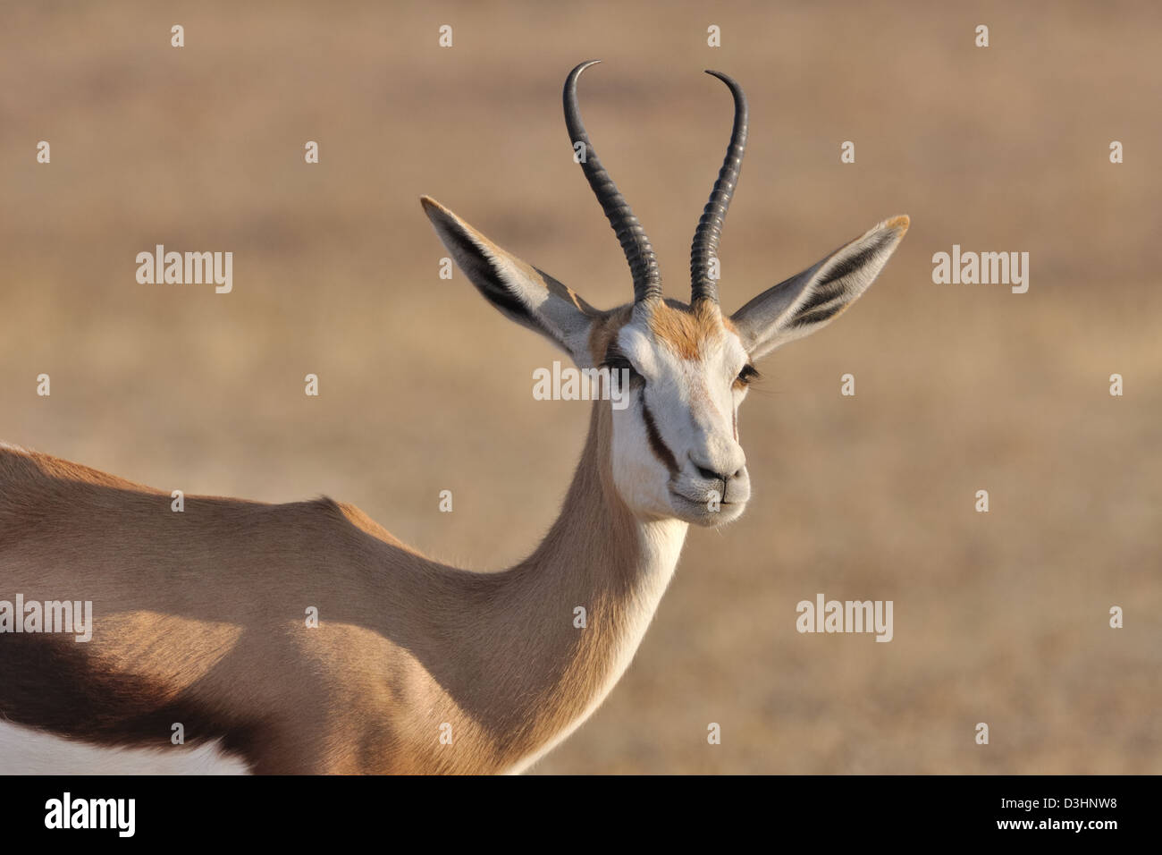 Springbok head hi-res stock photography and images - Alamy