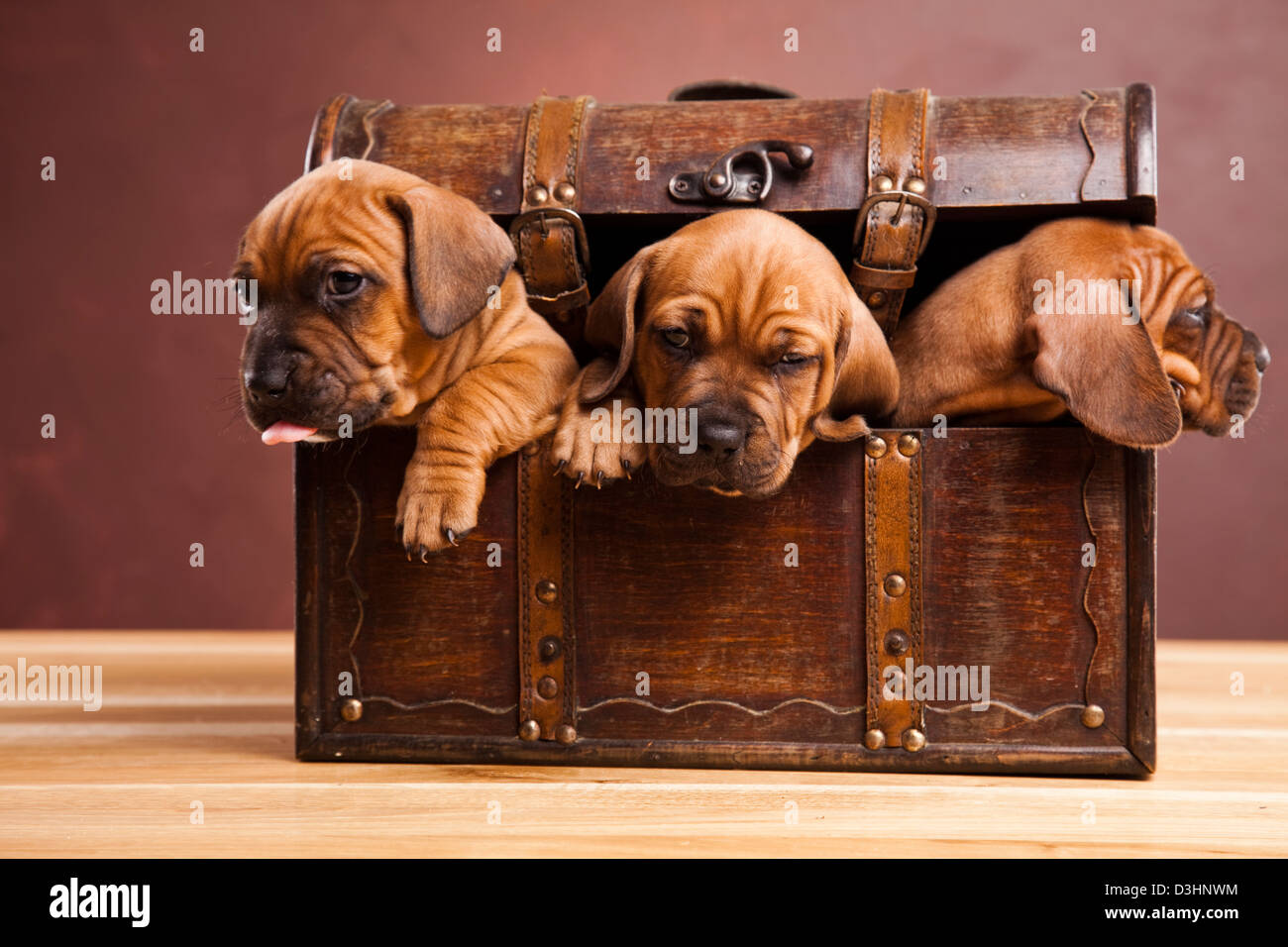 Little dogs in a box Stock Photo - Alamy