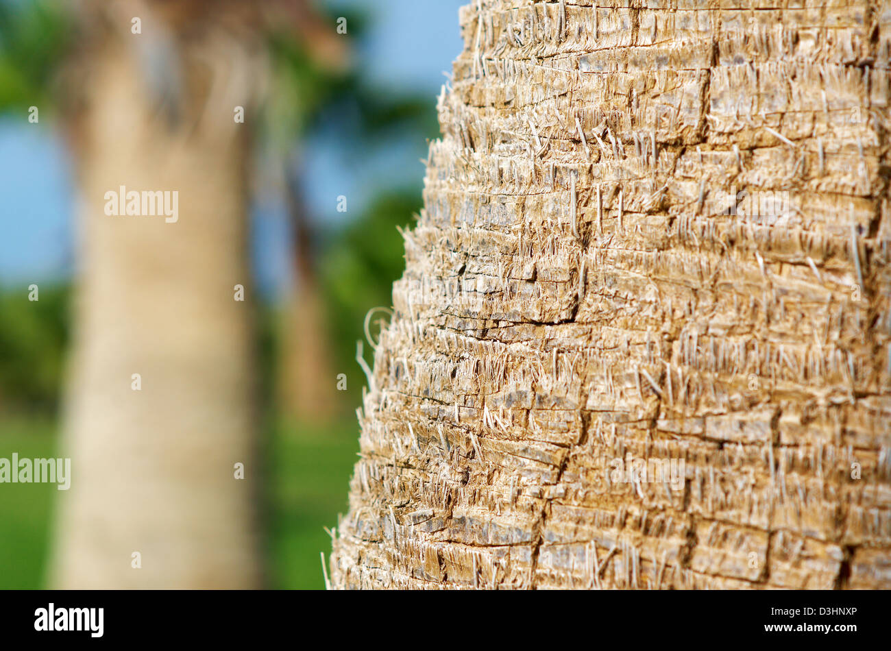 palm tree wood bark natural texture background. close-up Stock Photo ...