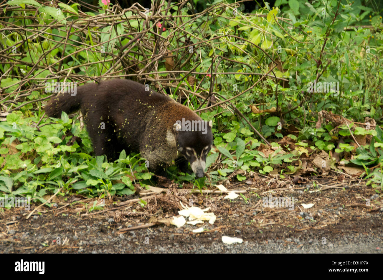 Burrs animal hi-res stock photography and images - Alamy
