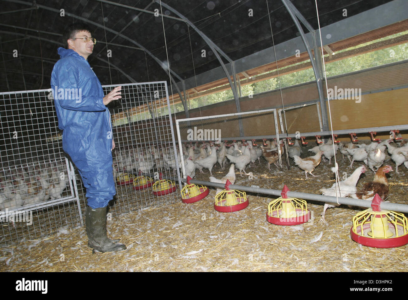 Chicken breeder hi-res stock photography and images - Alamy