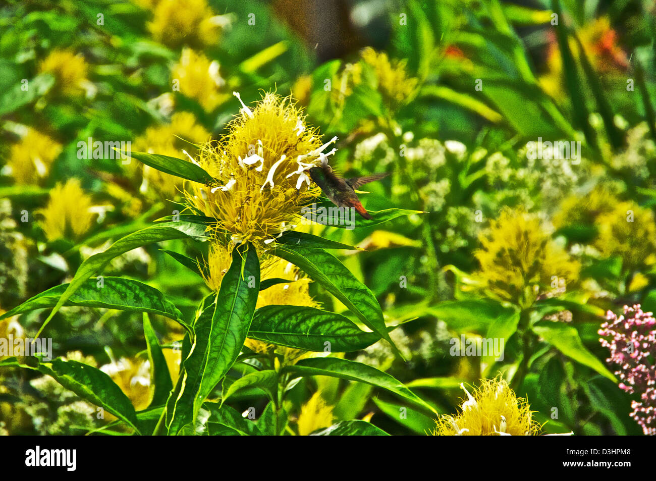 Hummingbird at various flower at Arenal Costa Rica Stock Photo - Alamy