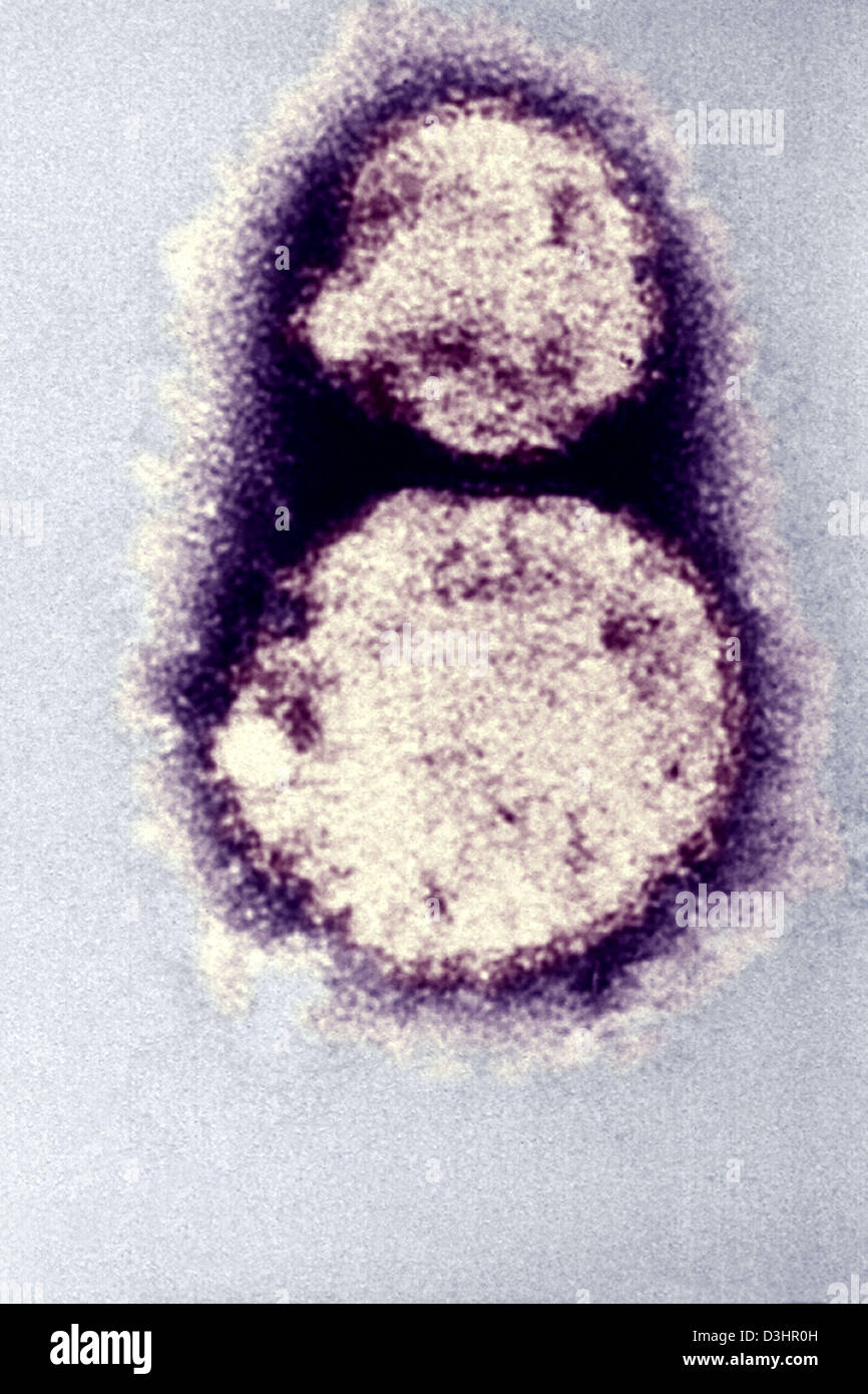 Hantavirus Microscope High Resolution Stock Photography and Images - Alamy