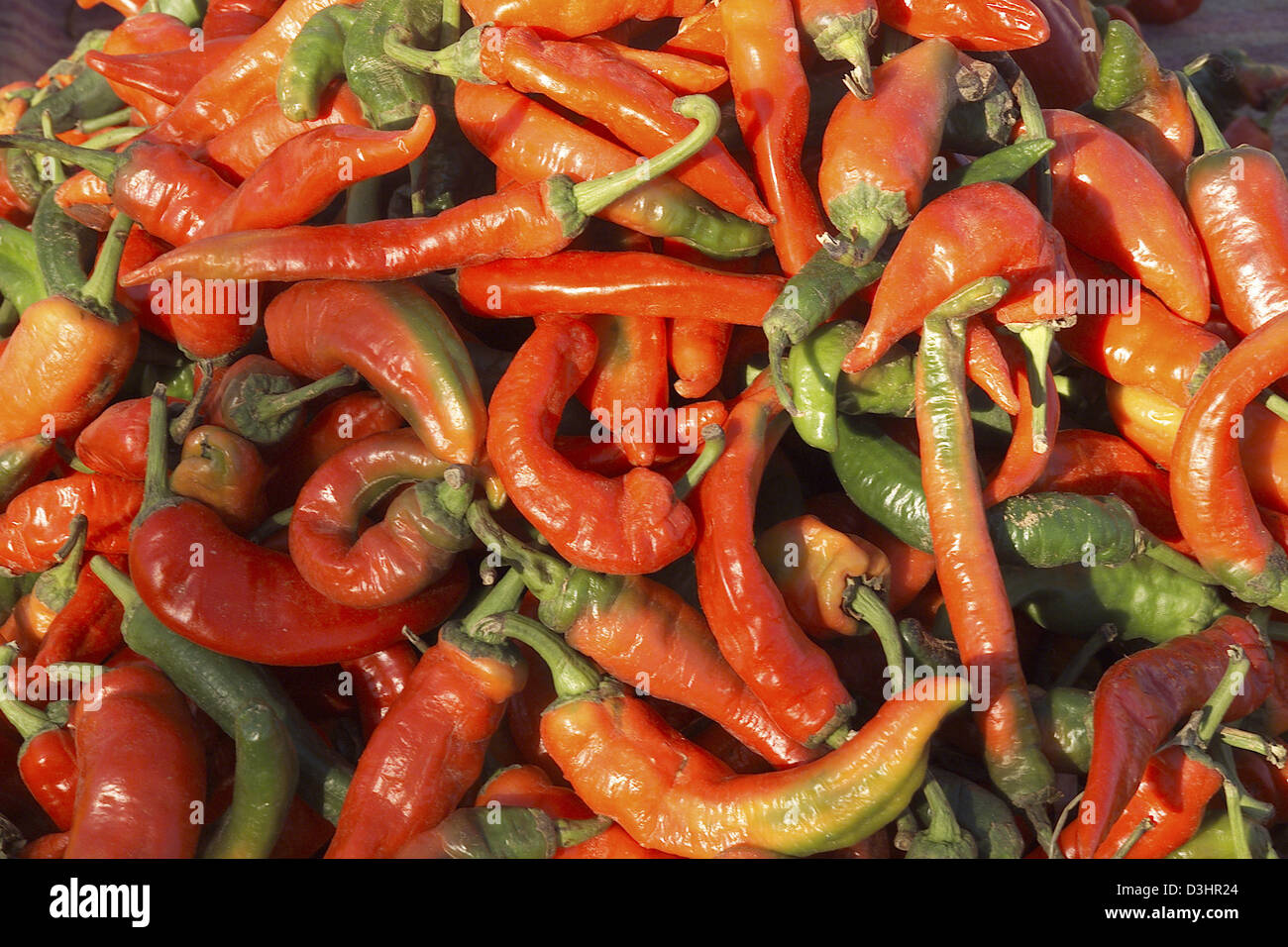 Hot pepper capsicum sp hi-res stock photography and images - Alamy