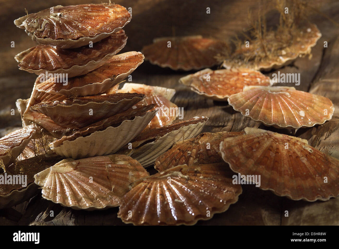 Lamellibranchia hi-res stock photography and images - Alamy