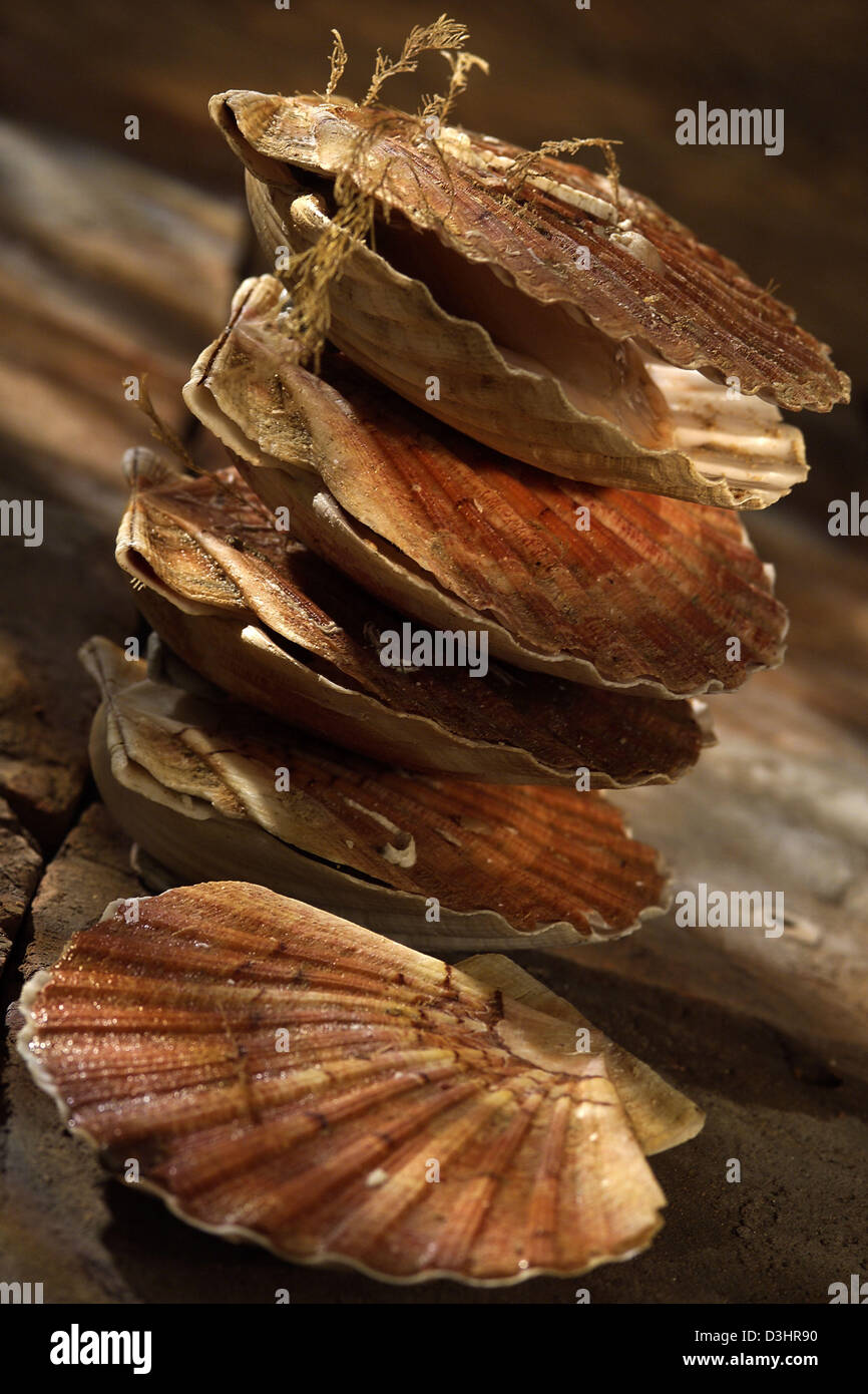 Lamellibranchia hi-res stock photography and images - Alamy