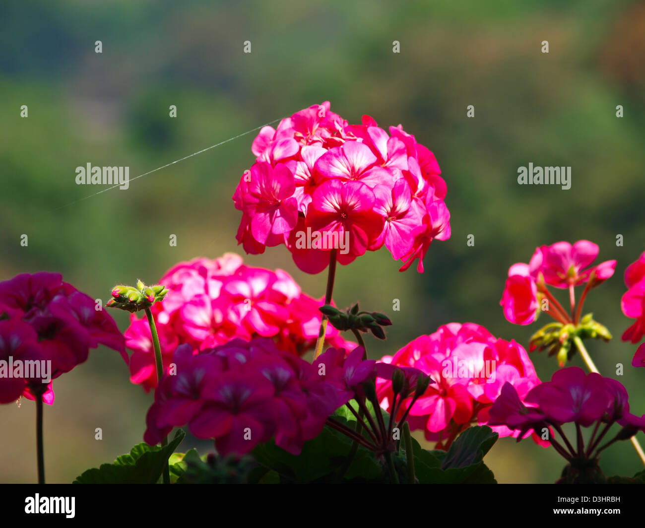 Pink Vinca flower Stock Photo - Alamy