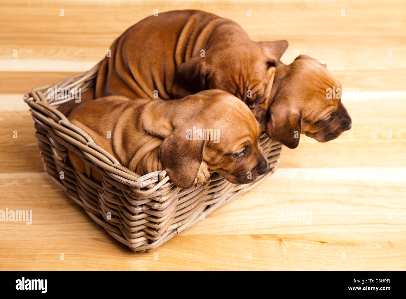 Sleepy Puppy in basket Stock Photo - Alamy