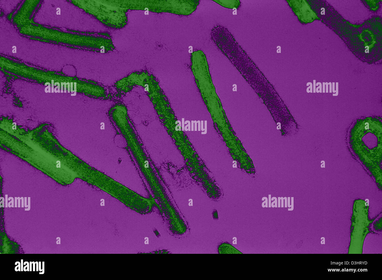 Marburg virus hi-res stock photography and images - Alamy