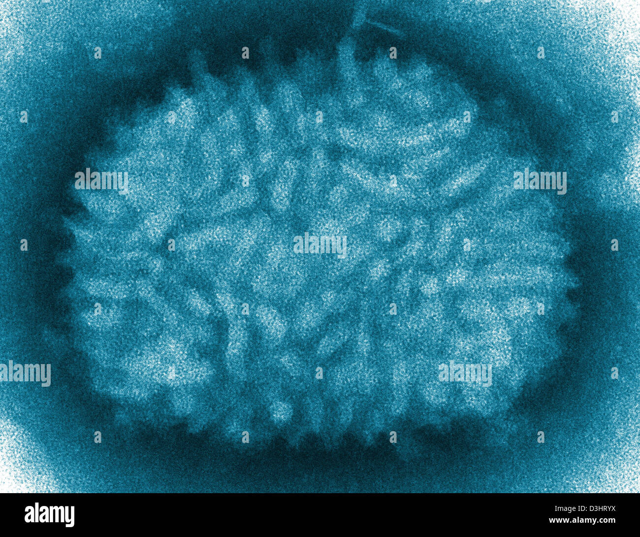 Cowpox hi-res stock photography and images - Alamy