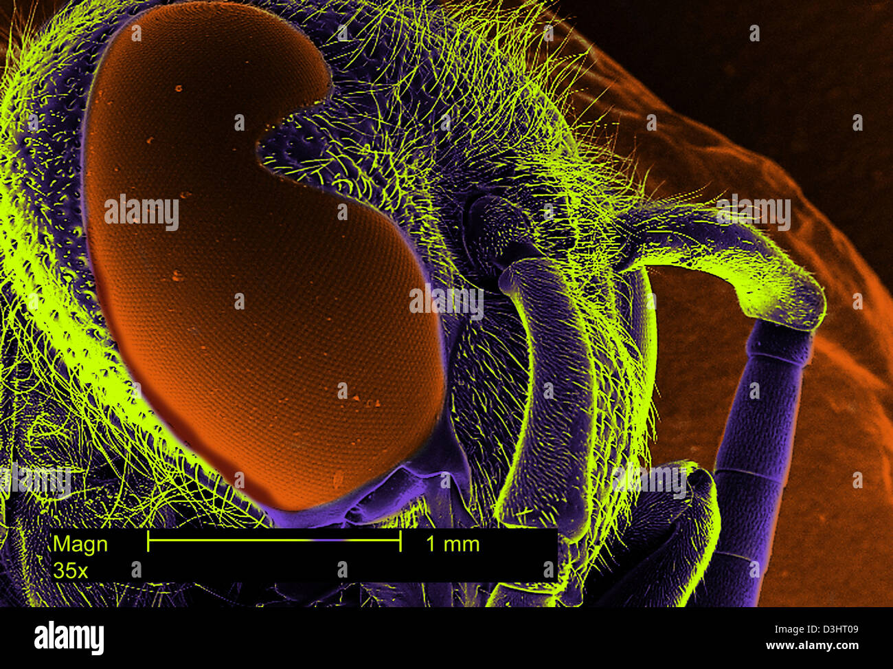 Insect scanning electron microscope hi-res stock photography and images ...