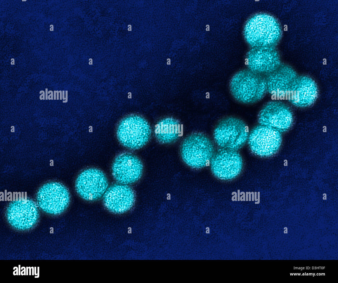 WEST NILE VIRUS Stock Photo - Alamy