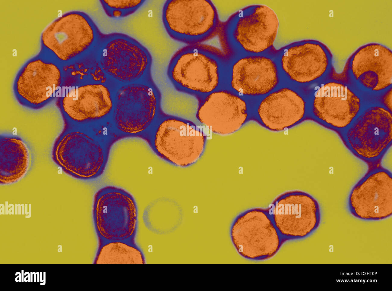 Cowpox microscope hi-res stock photography and images - Alamy