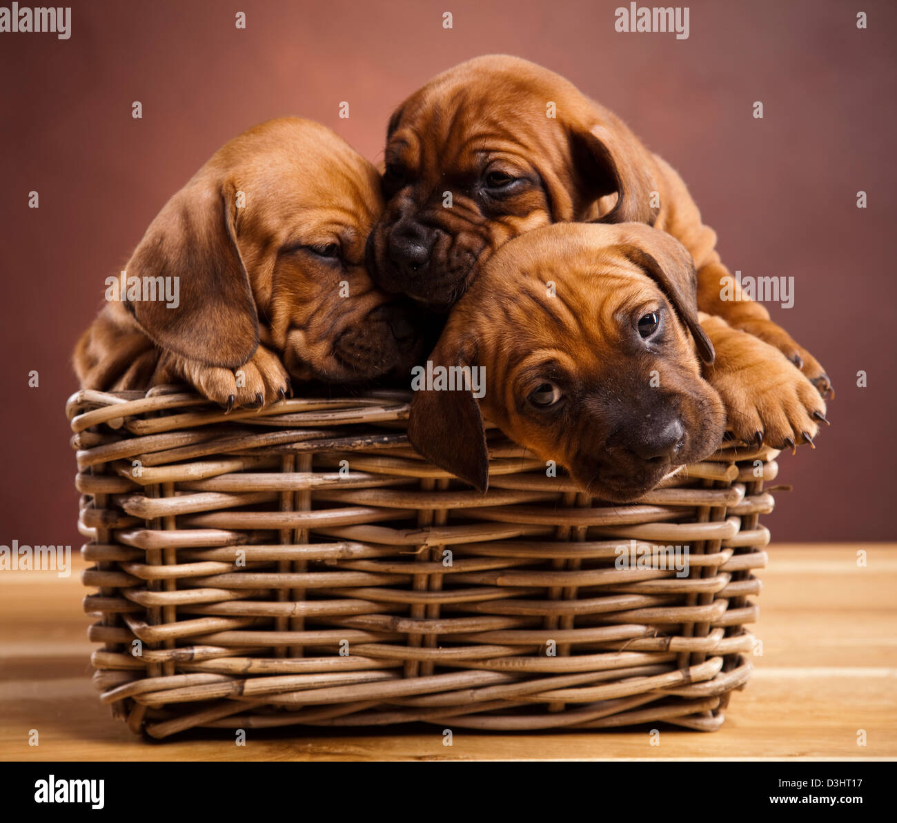 Sleepy Puppy in basket Stock Photo - Alamy