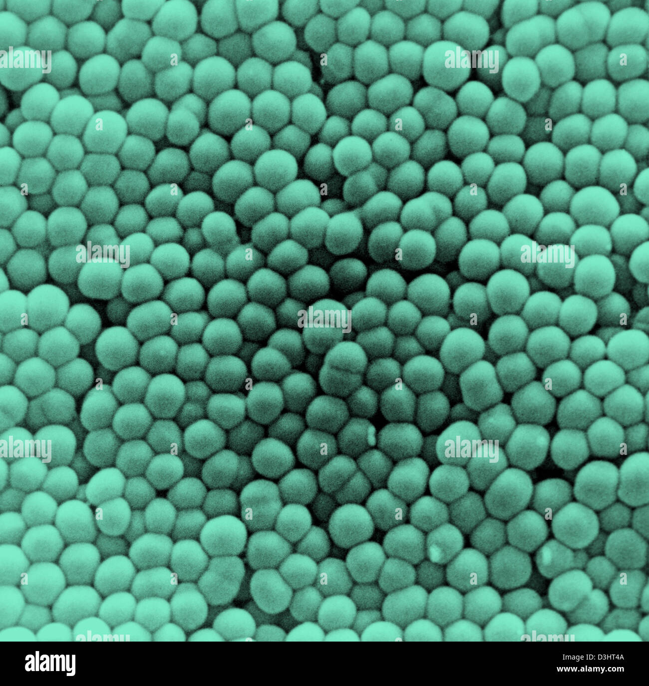 Neisseria sp hi-res stock photography and images - Alamy