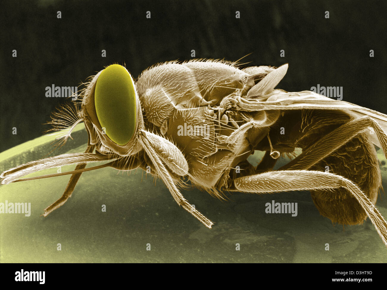 Tsetses hi-res stock photography and images - Alamy