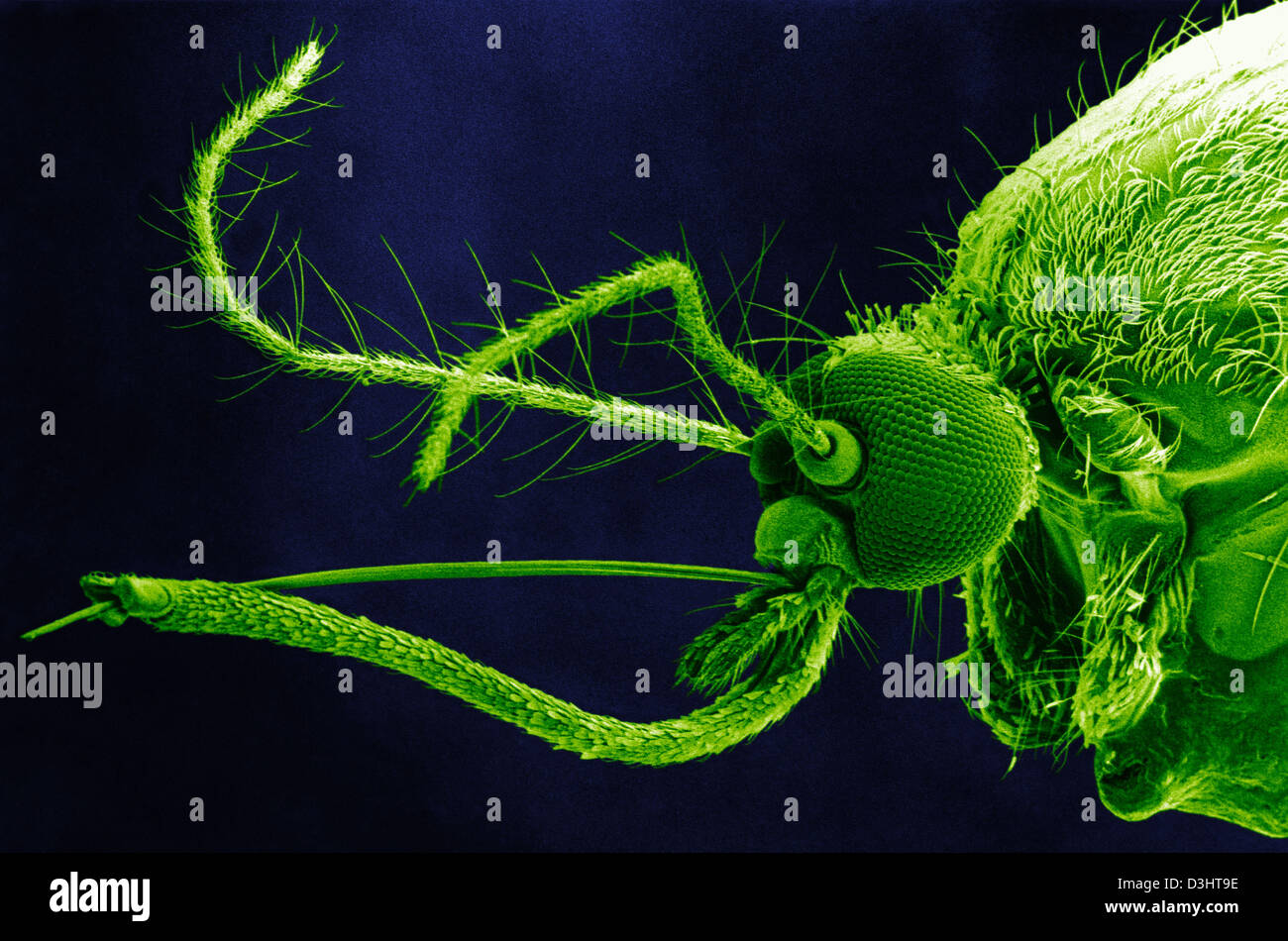 Insect scanning electron microscope hi-res stock photography and images ...