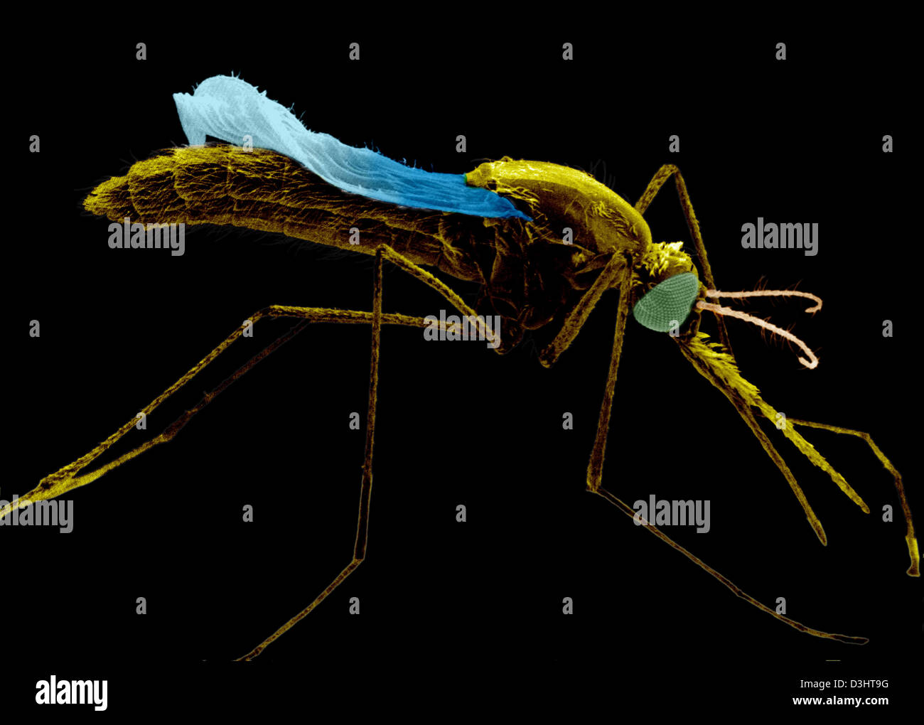 Anopheles hi-res stock photography and images - Alamy