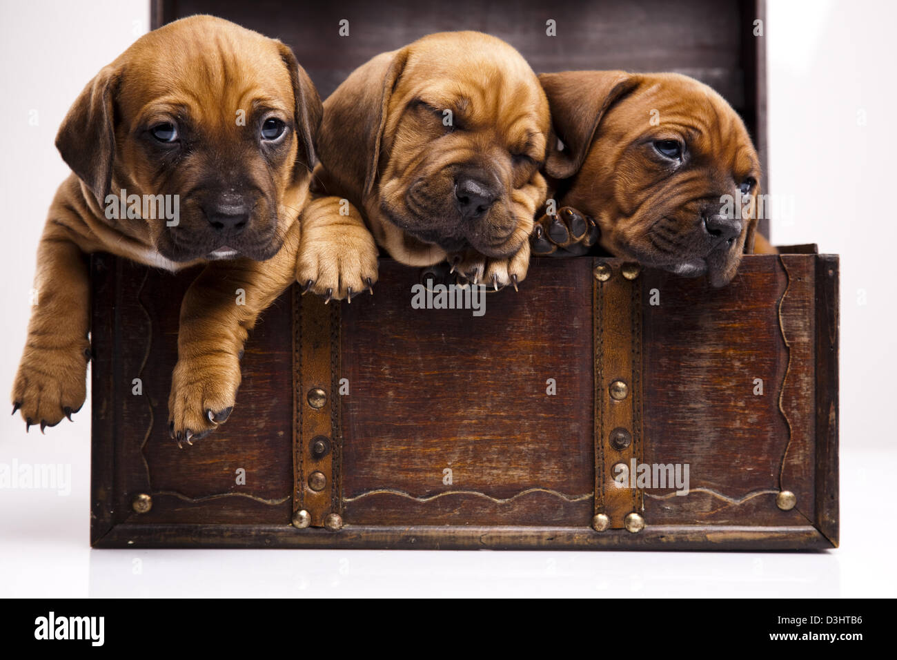 Little dogs in a box Stock Photo - Alamy