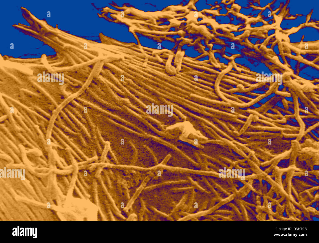 Virus sem hi-res stock photography and images - Alamy