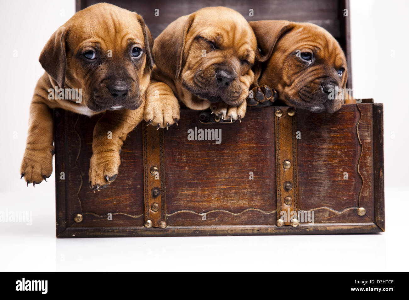 Little dogs in a box Stock Photo - Alamy