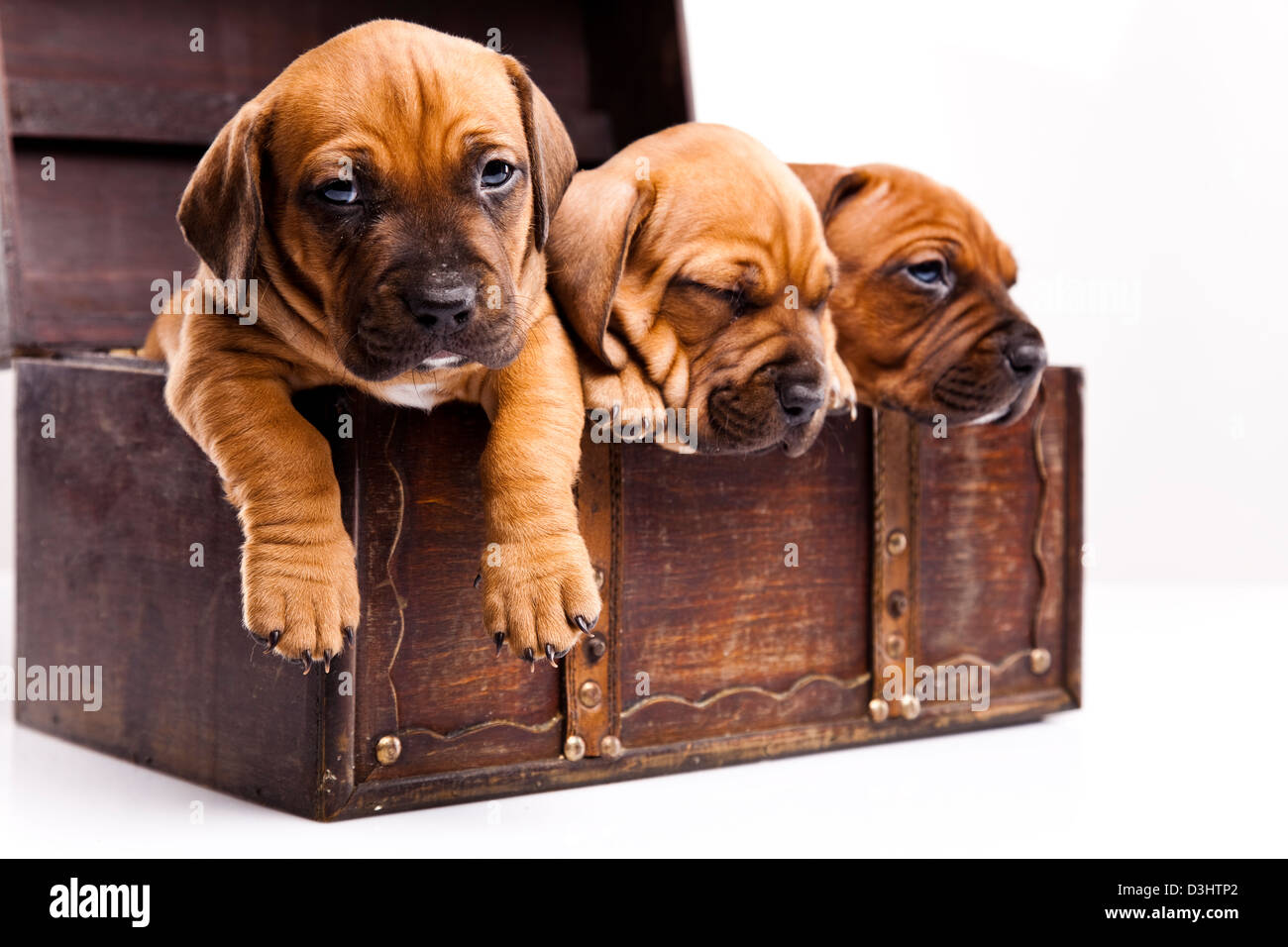 Little dogs in a box Stock Photo - Alamy