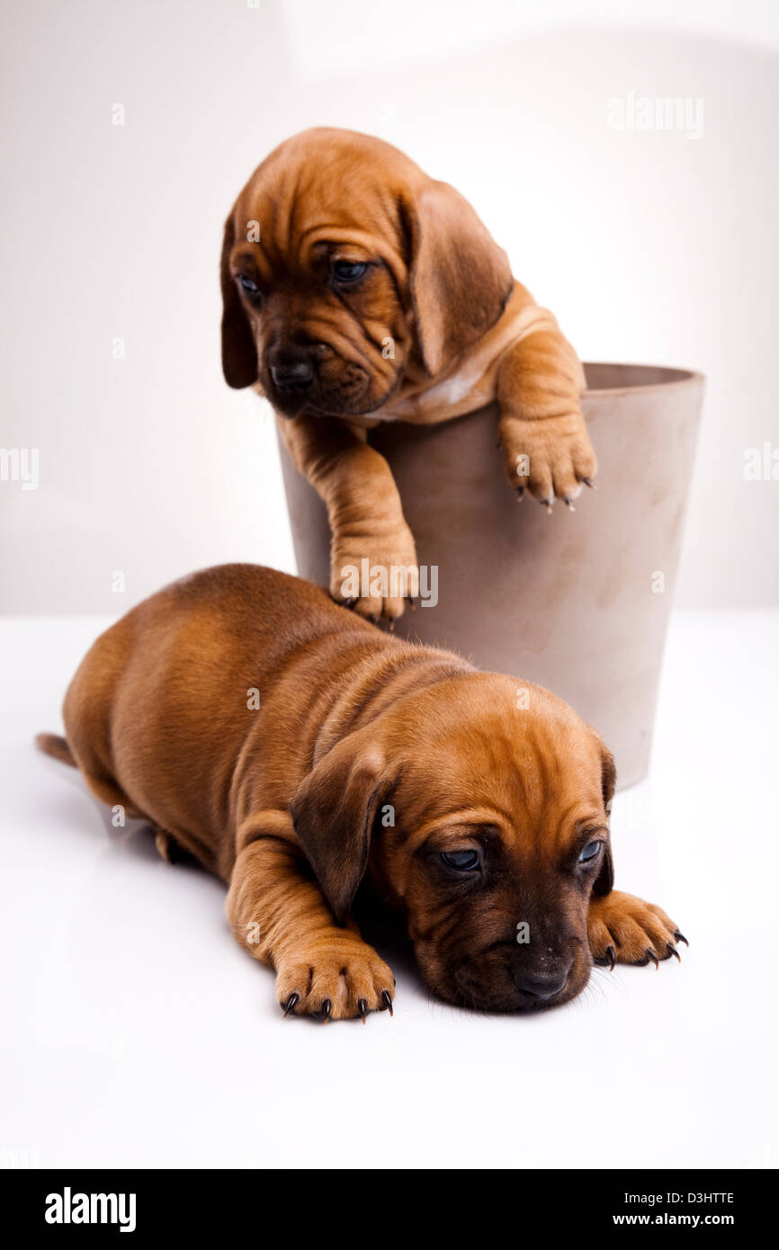 Little dog in a pot Stock Photo - Alamy