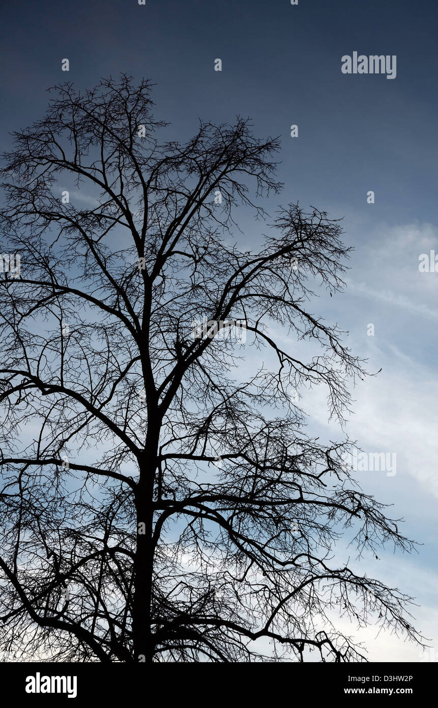 Silhouette of a big tree in winter Stock Photo - Alamy