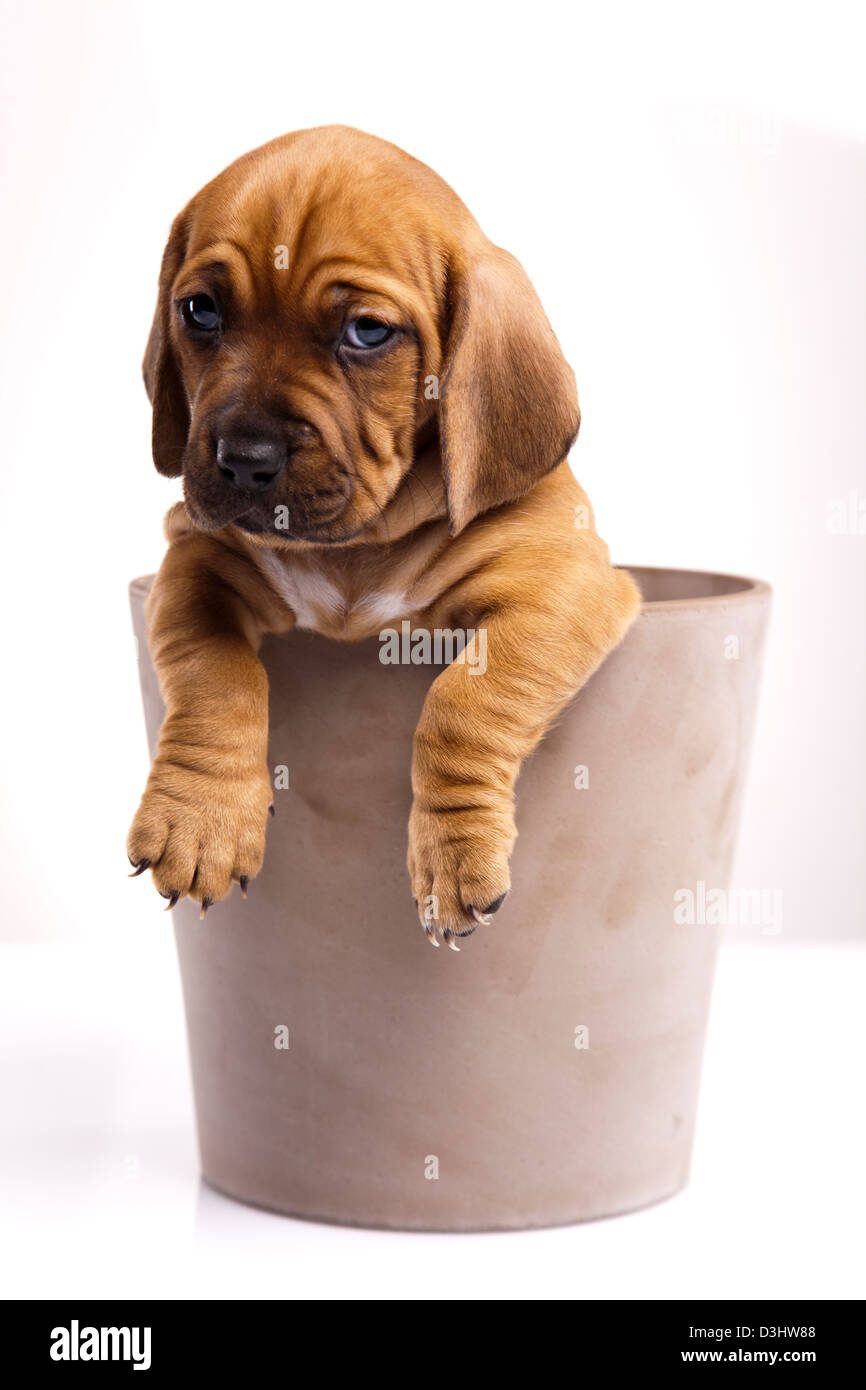 Little dog in a pot Stock Photo - Alamy