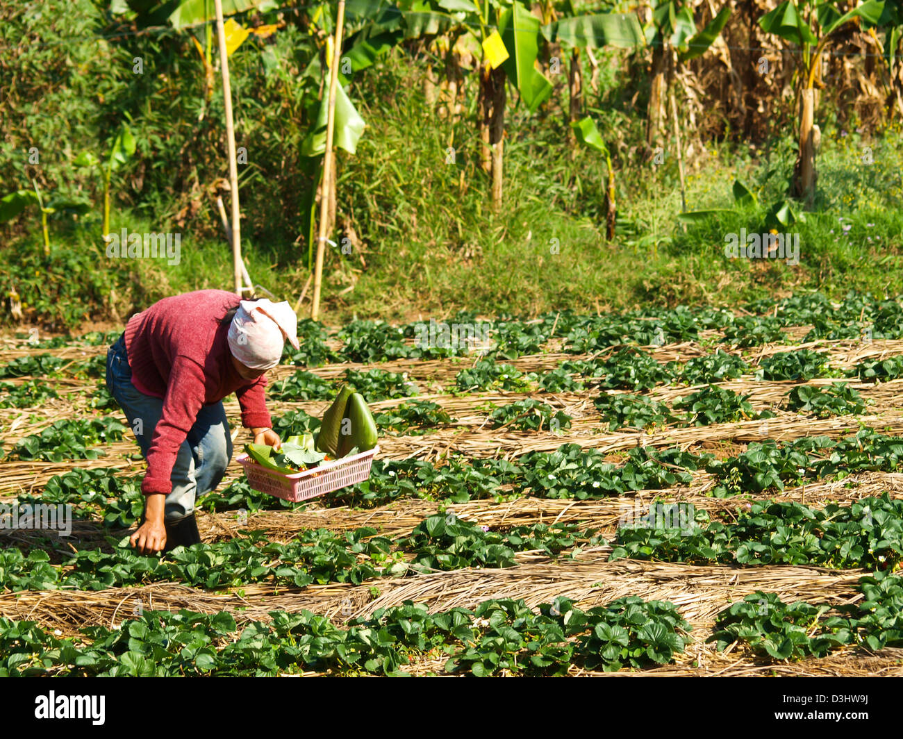Vegetable farmer gardener thailand hi-res stock photography and images ...