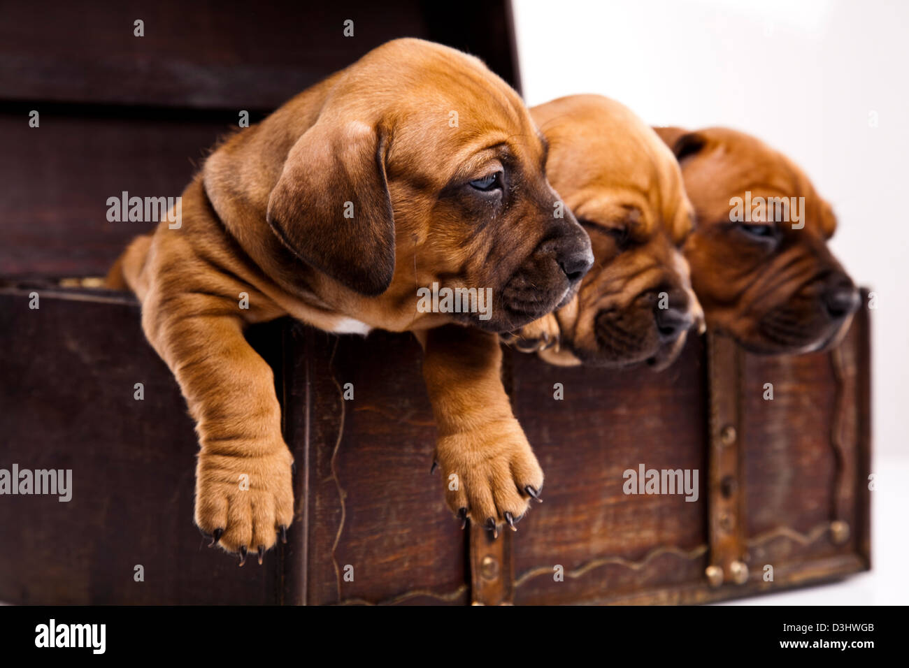 Little dogs in a box Stock Photo - Alamy