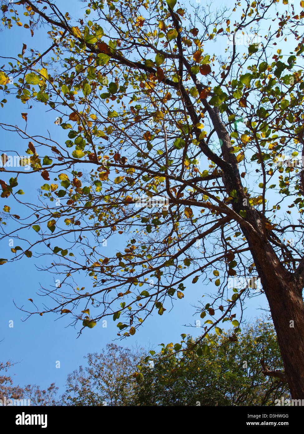 Tree canopy pattern hi-res stock photography and images - Alamy