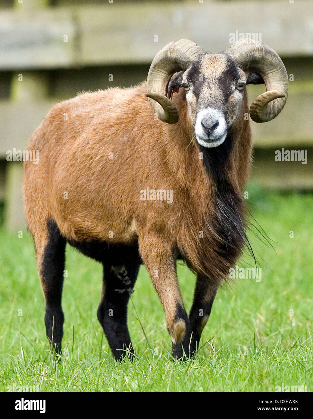 Barbados Blackbelly Sheep High Resolution Stock Photography and Images ...
