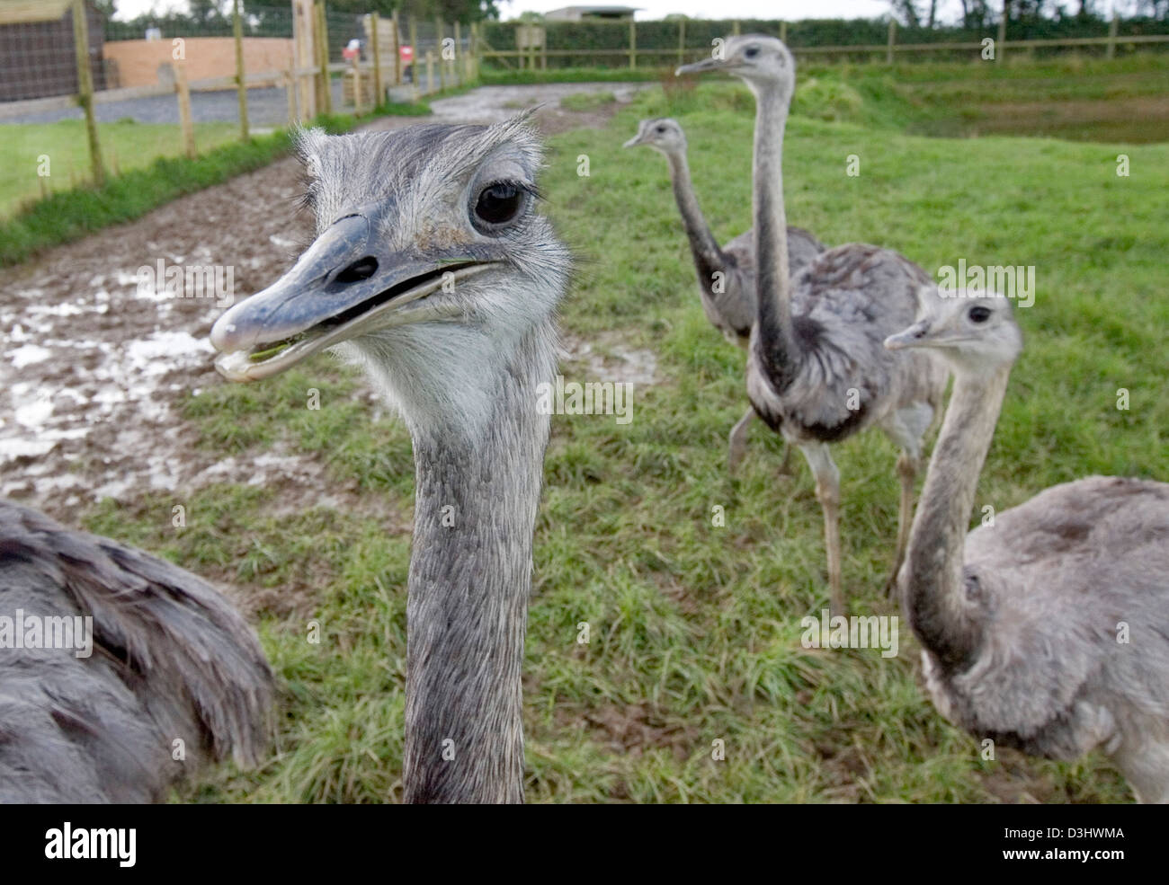 Group Of Emus High Resolution Stock Photography and Images - Alamy