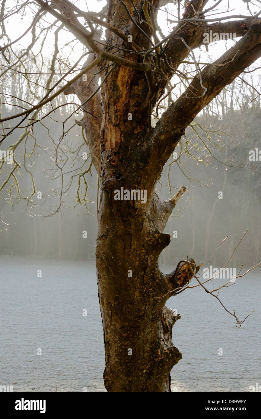 Sycamore tree winter hi-res stock photography and images - Alamy