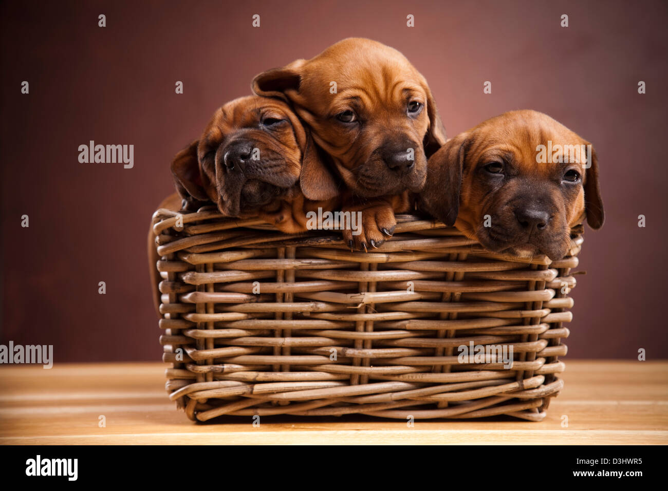 Puppies, wicker basket Stock Photo - Alamy