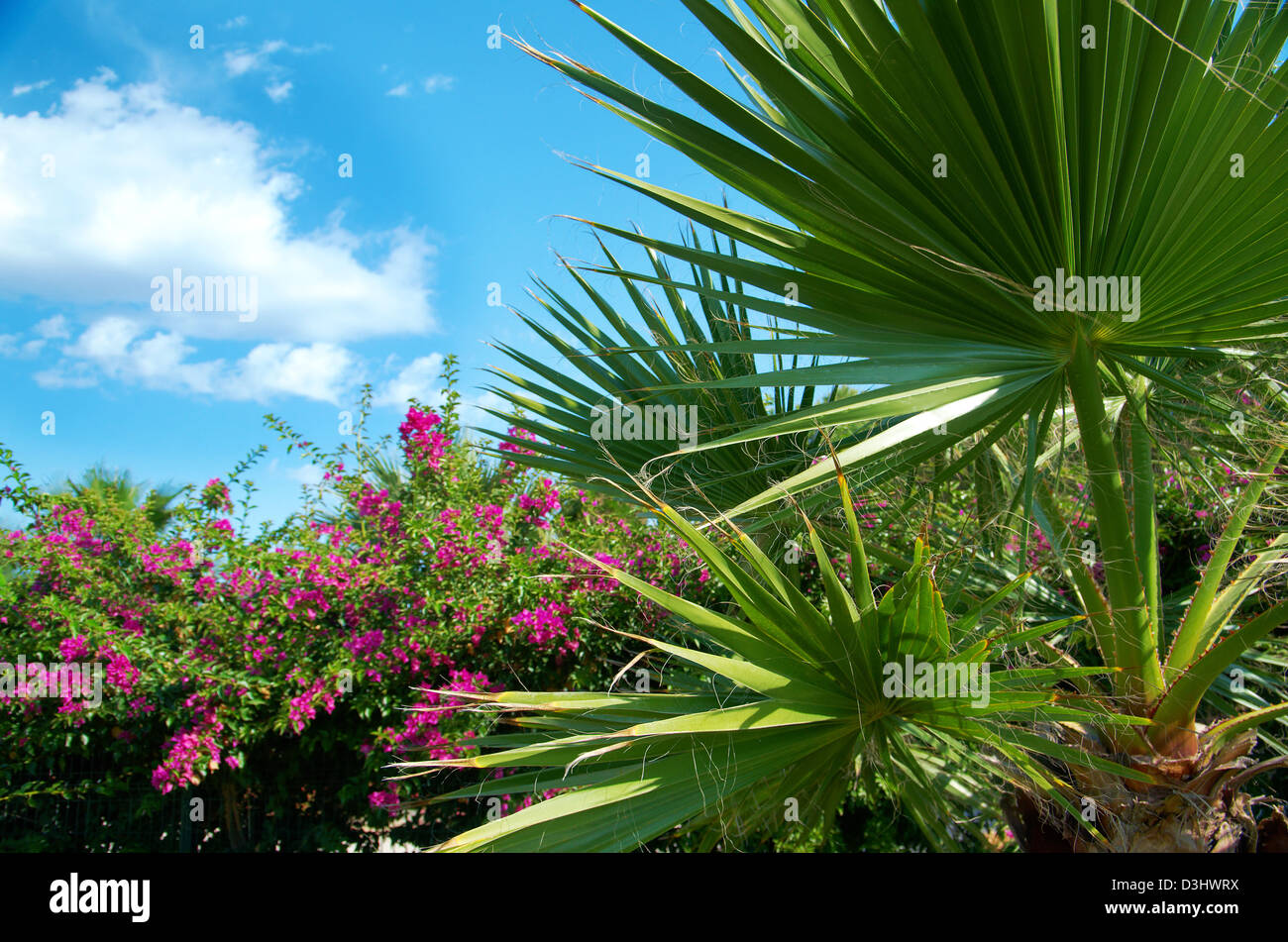 Beauty palm-trees in Antalya, Turkey Stock Photo - Alamy