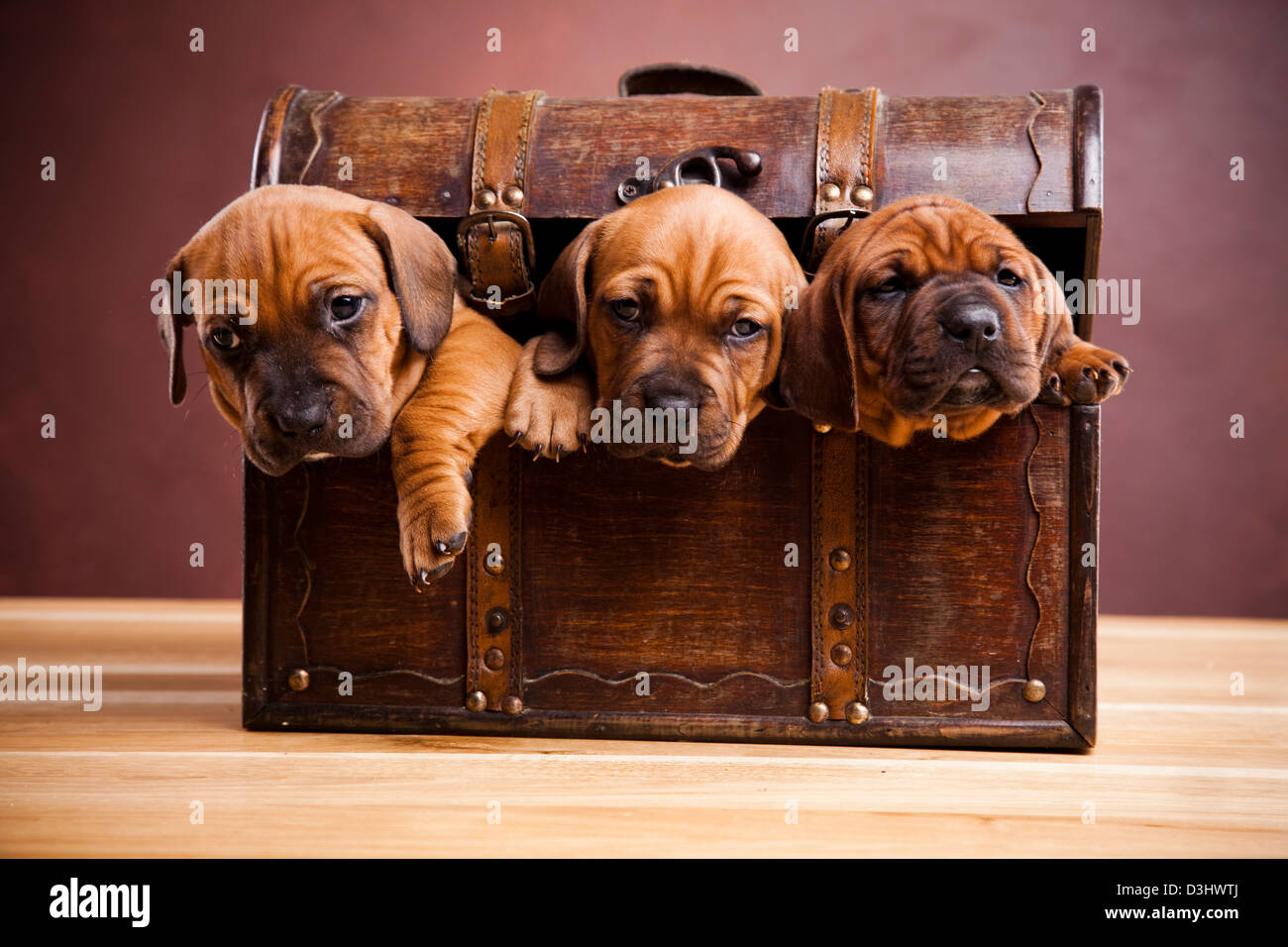 Little dogs in a box Stock Photo - Alamy