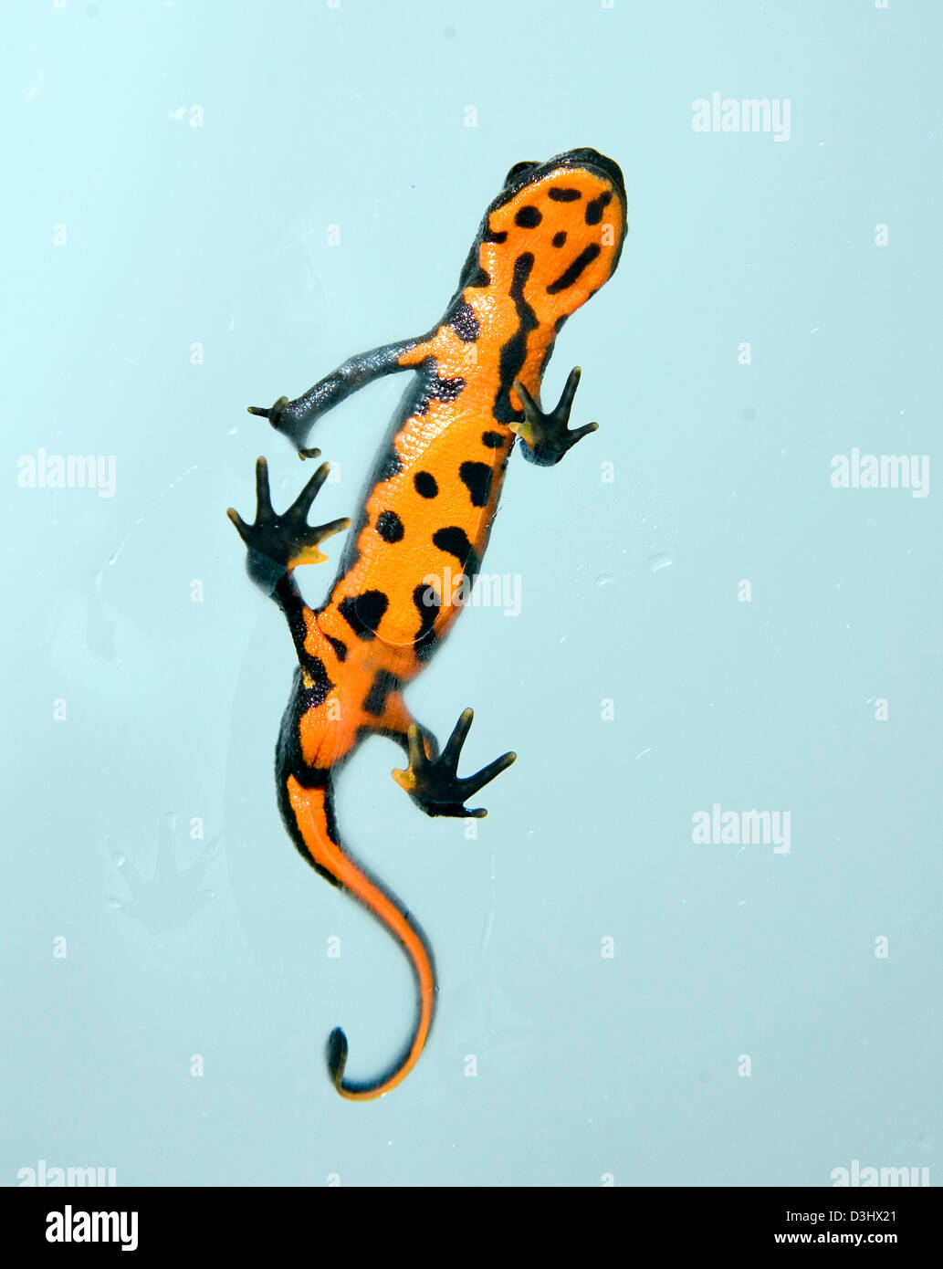 Fire Bellied Newt High Resolution Stock Photography and Images - Alamy