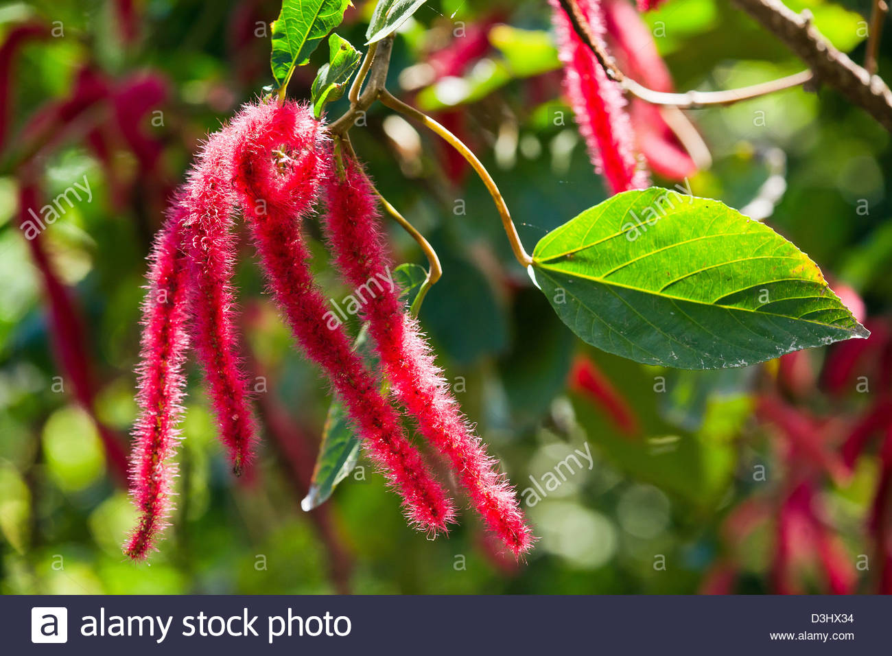 Acalypha High Resolution Stock Photography and Images - Alamy