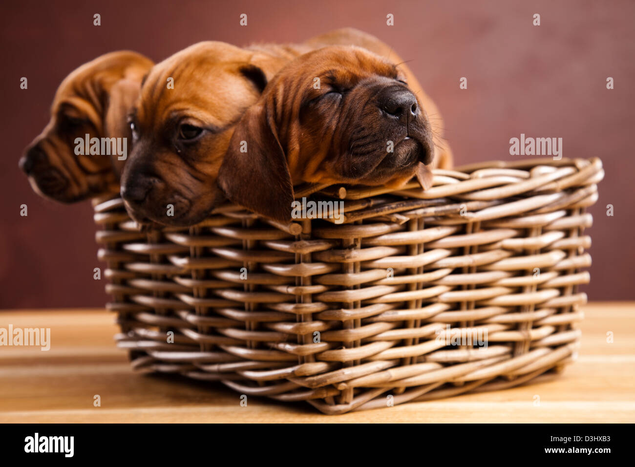 Puppies, wicker basket Stock Photo - Alamy