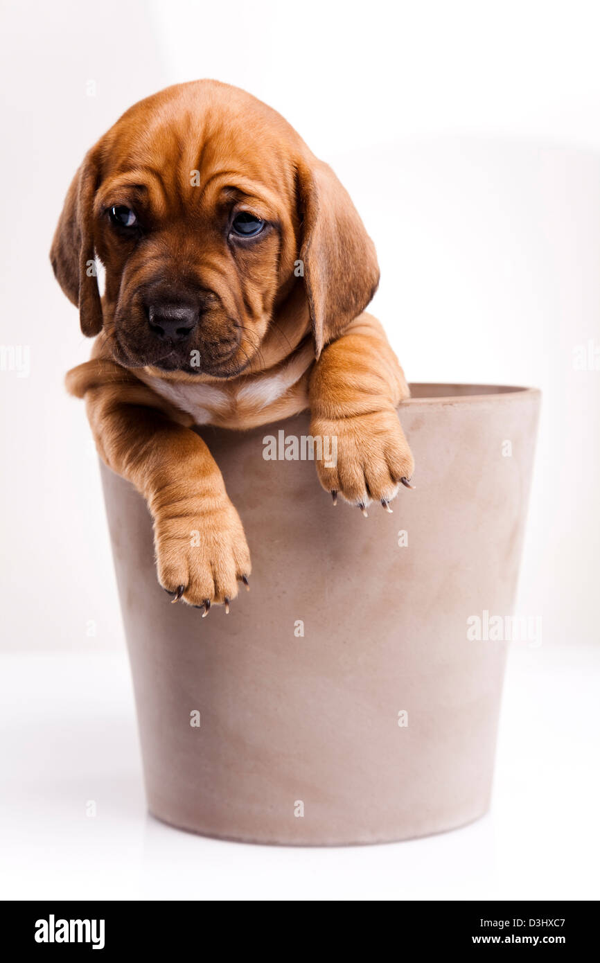 Little dog in a pot Stock Photo - Alamy