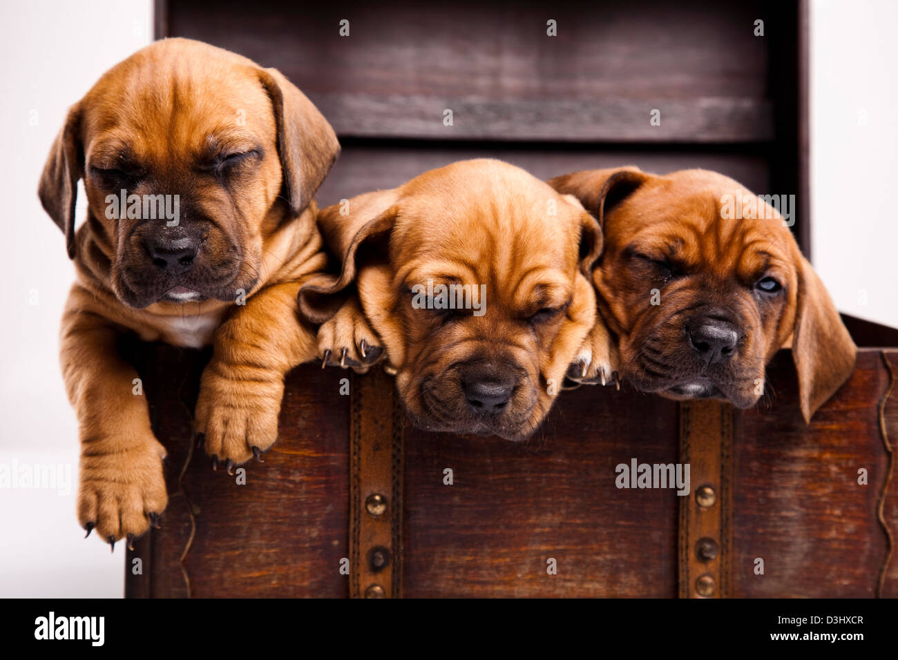 Little dogs in a box Stock Photo - Alamy