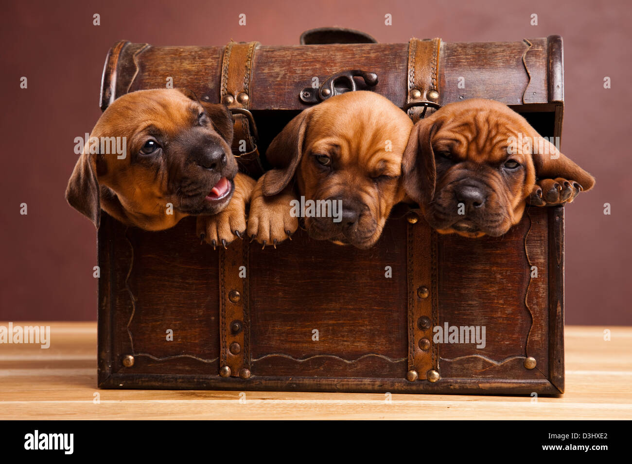 Little dogs in a box Stock Photo - Alamy