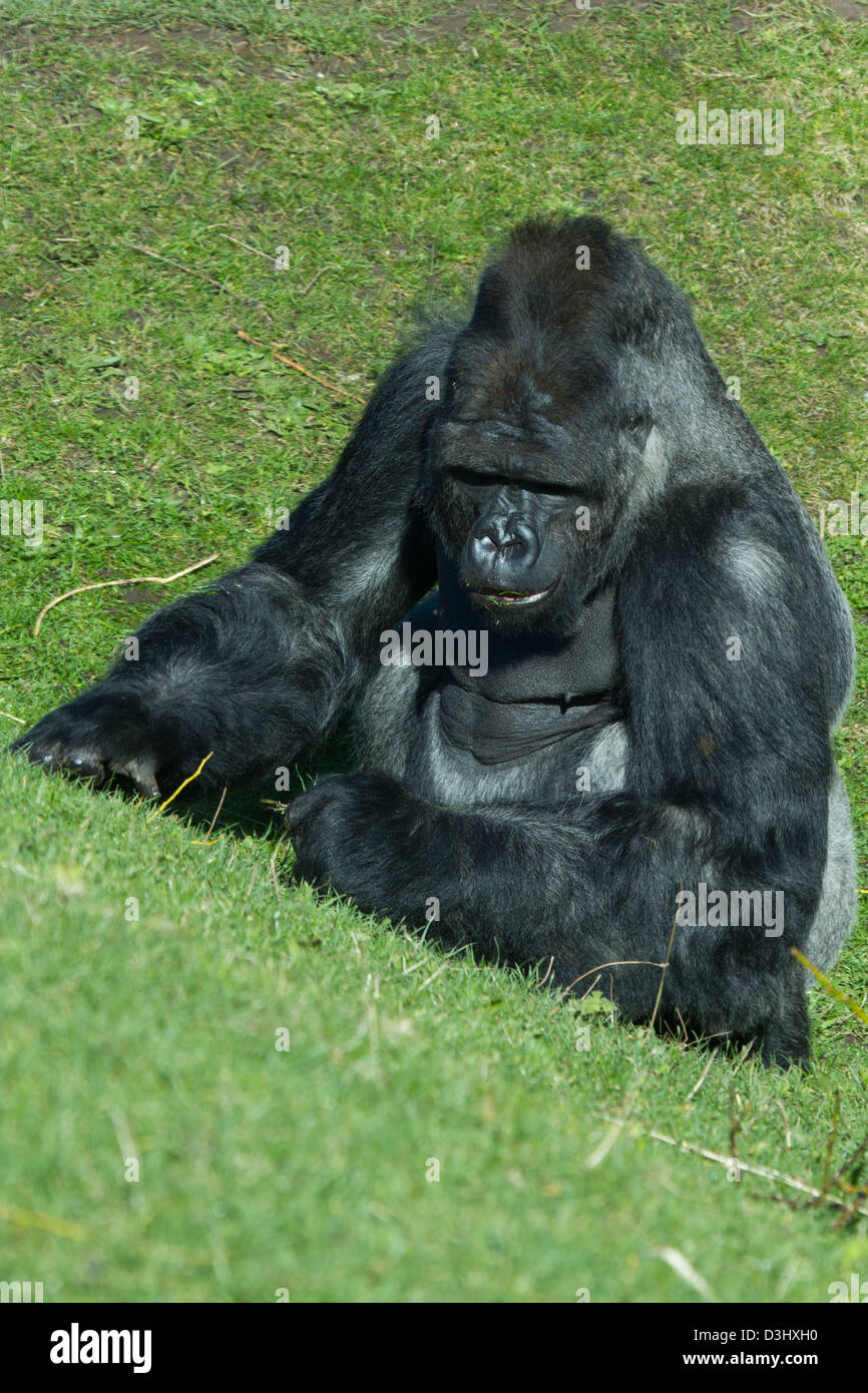 A big silverback gorilla sitting on grass Stock Photo - Alamy
