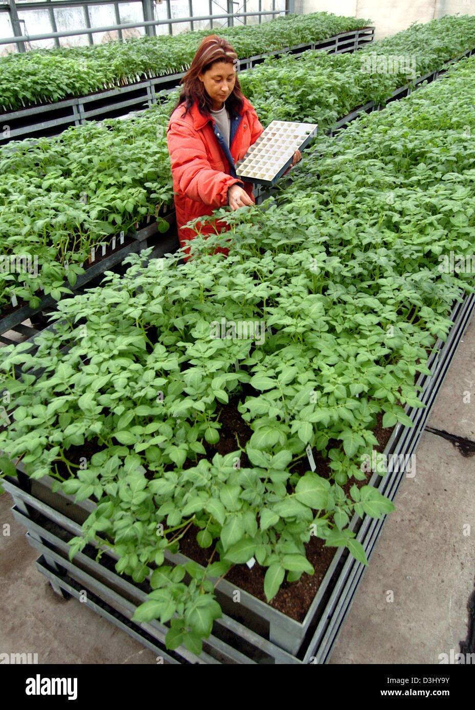 Kinds of potatos hi-res stock photography and images - Alamy
