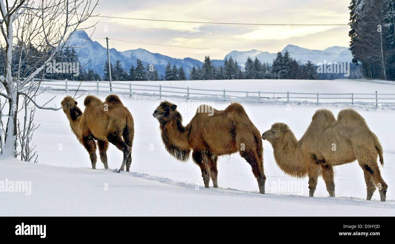 Left three camels hi-res stock photography and images - Alamy