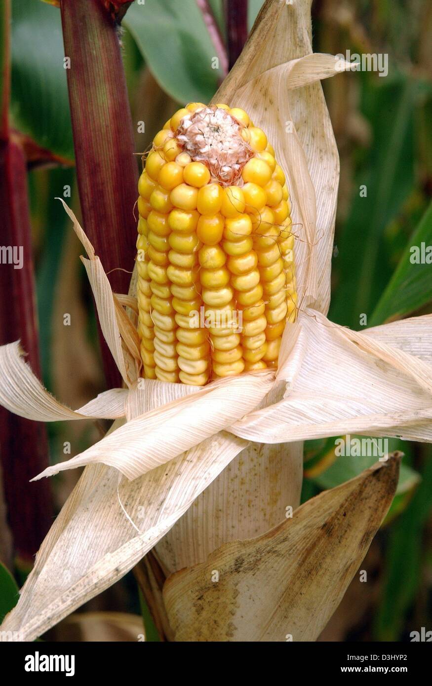 Corn insects hi-res stock photography and images - Alamy